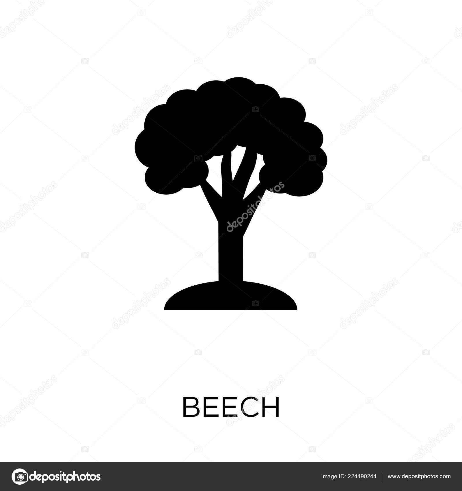 Beech Icon Beech Symbol Design Nature Collection Simple Element Vector ...
