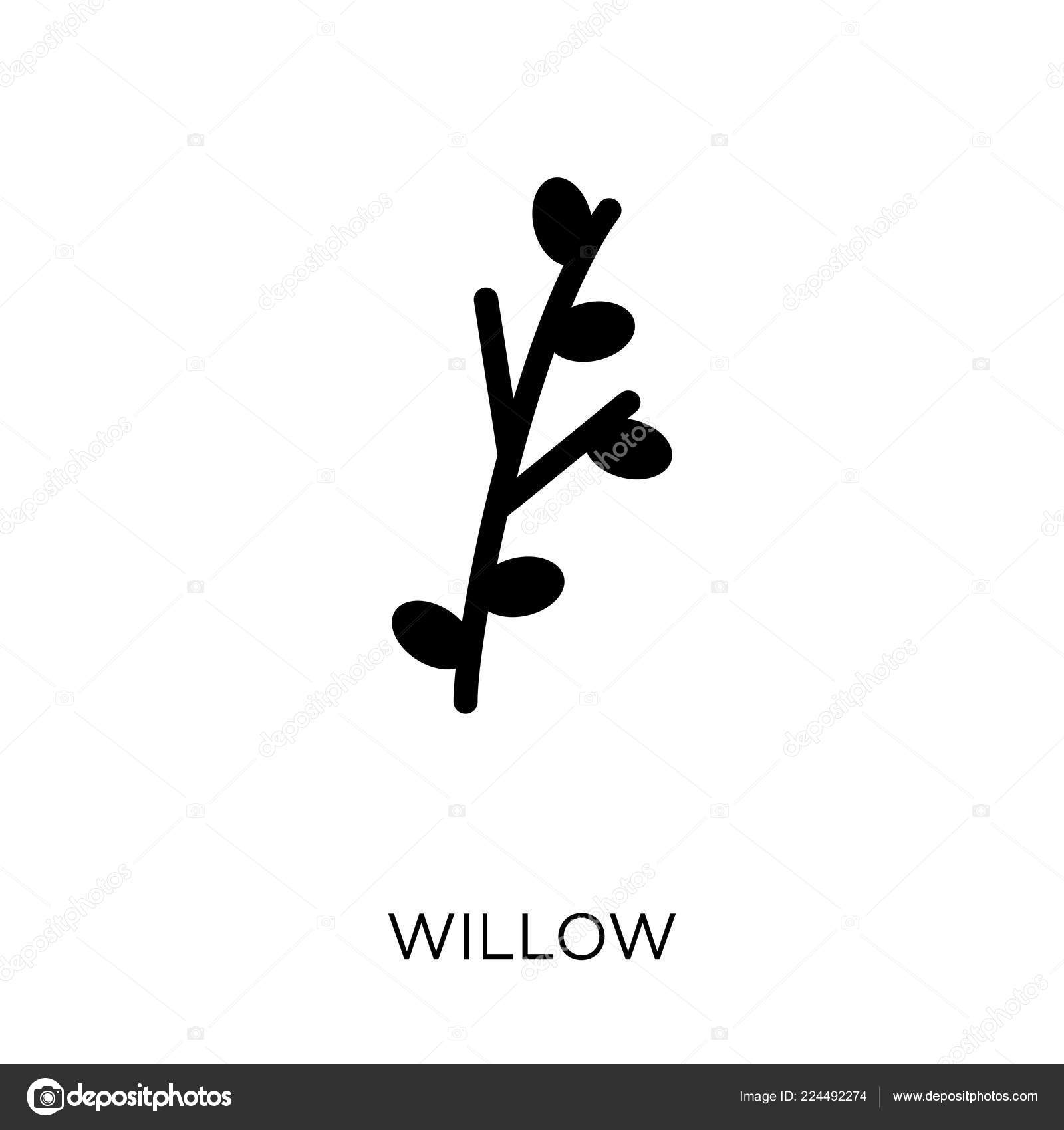 Willow Icon Willow Symbol Design Nature Collection Simple Element ...