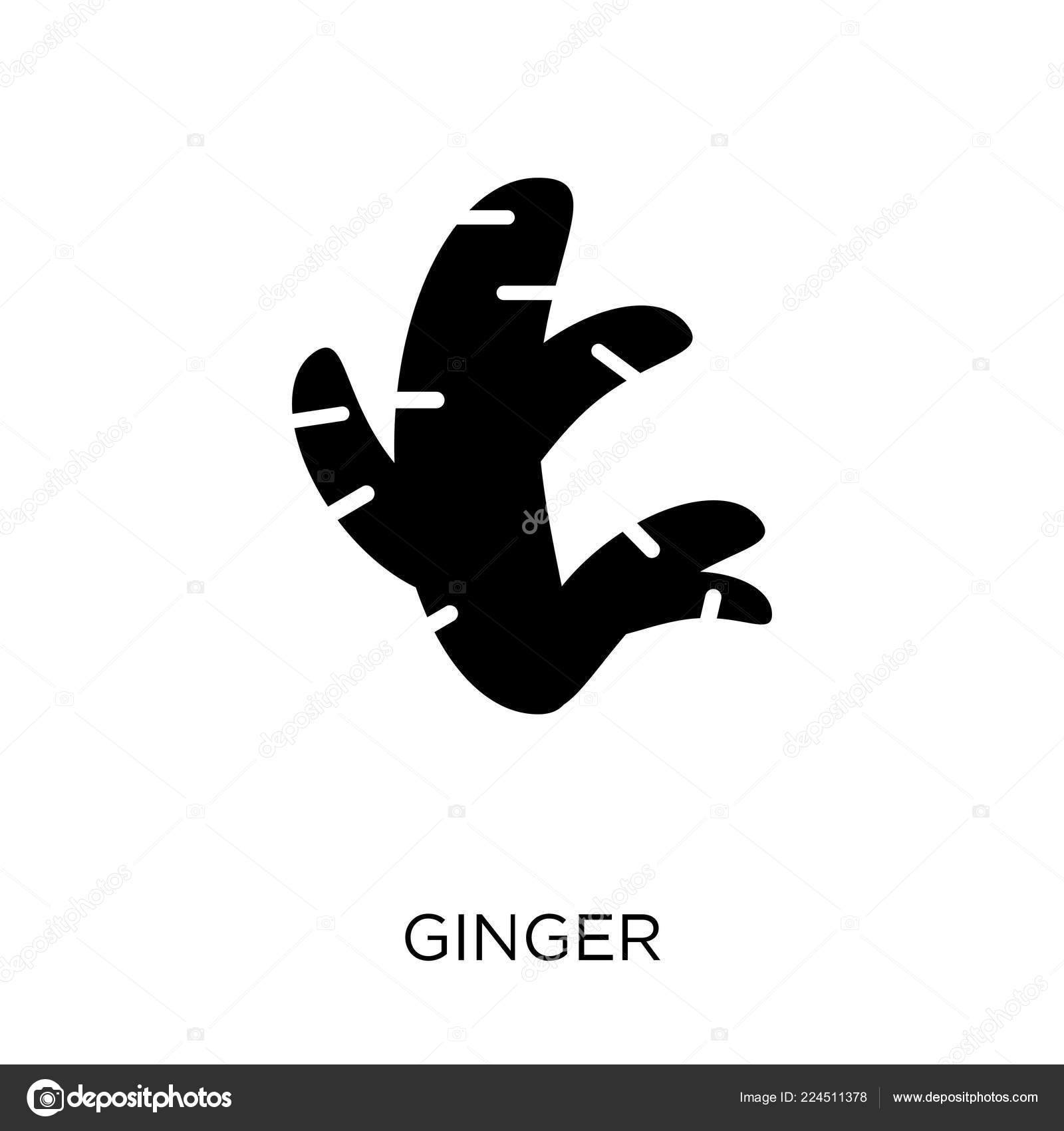 Icono Jengibre Diseño Del Símbolo Jengibre Colección Frutas Verduras ...