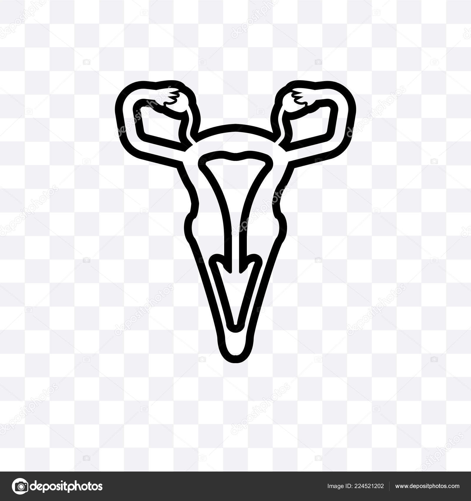 Uterus Fallopian Tube Vector Linear Icon Isolated Transparent ...