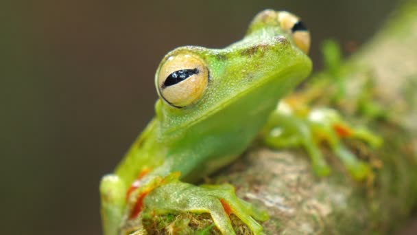 Red eyed tree frog Stock Photo by ©kikkerdirk 8824793