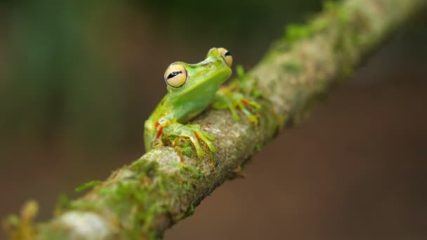 Red eyed tree frog Stock Photo by ©kikkerdirk 8824793