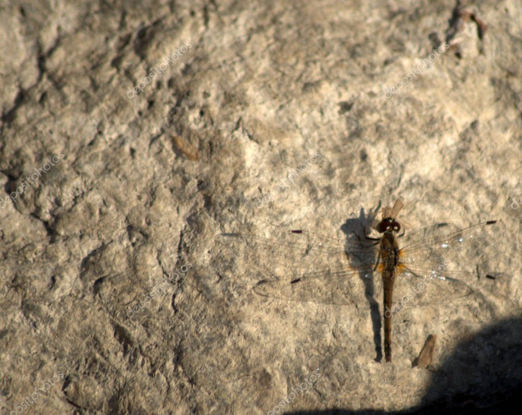 Macro. Libélula se deleita en una piedra en los rayos del sol. La foto ...
