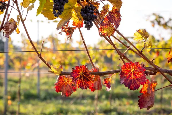 Grapevine in vibrant autumn colors after harvest. Burgenland, Austria ...