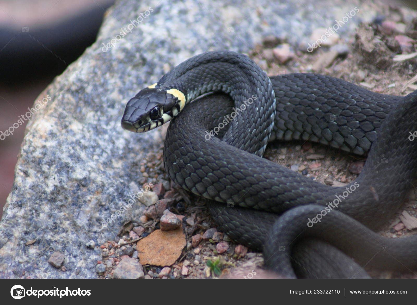 Yellow Spotted Snake