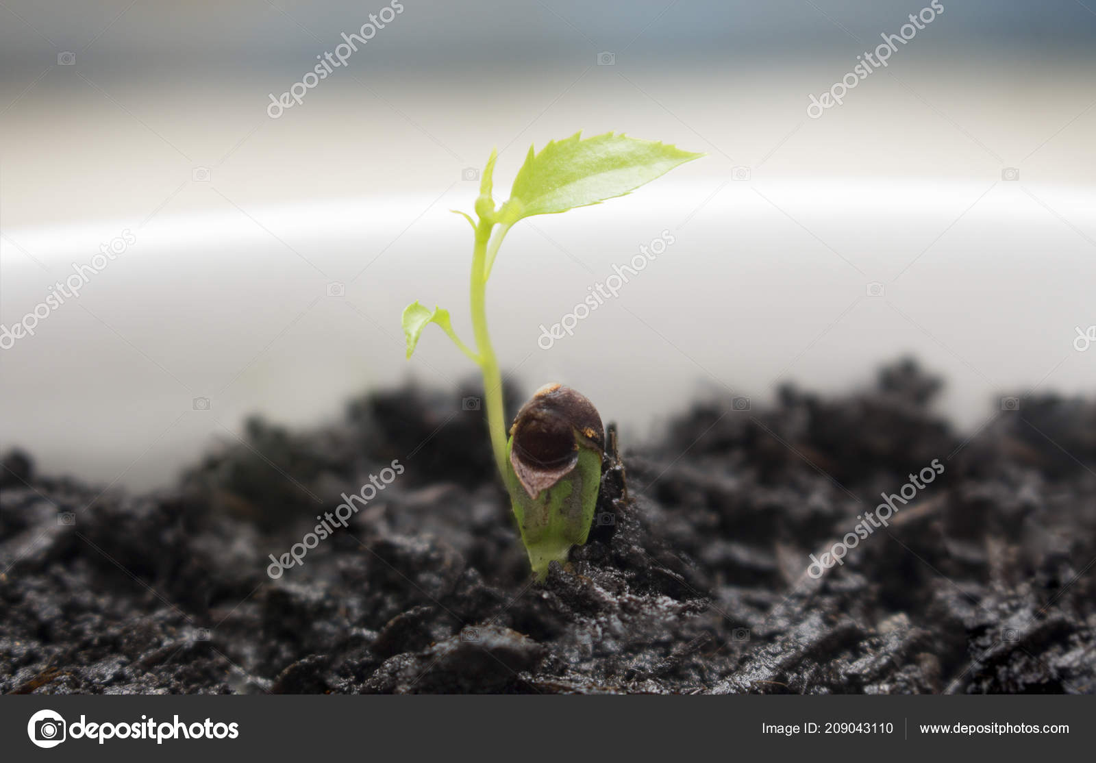 Apple Seeds Sprouting