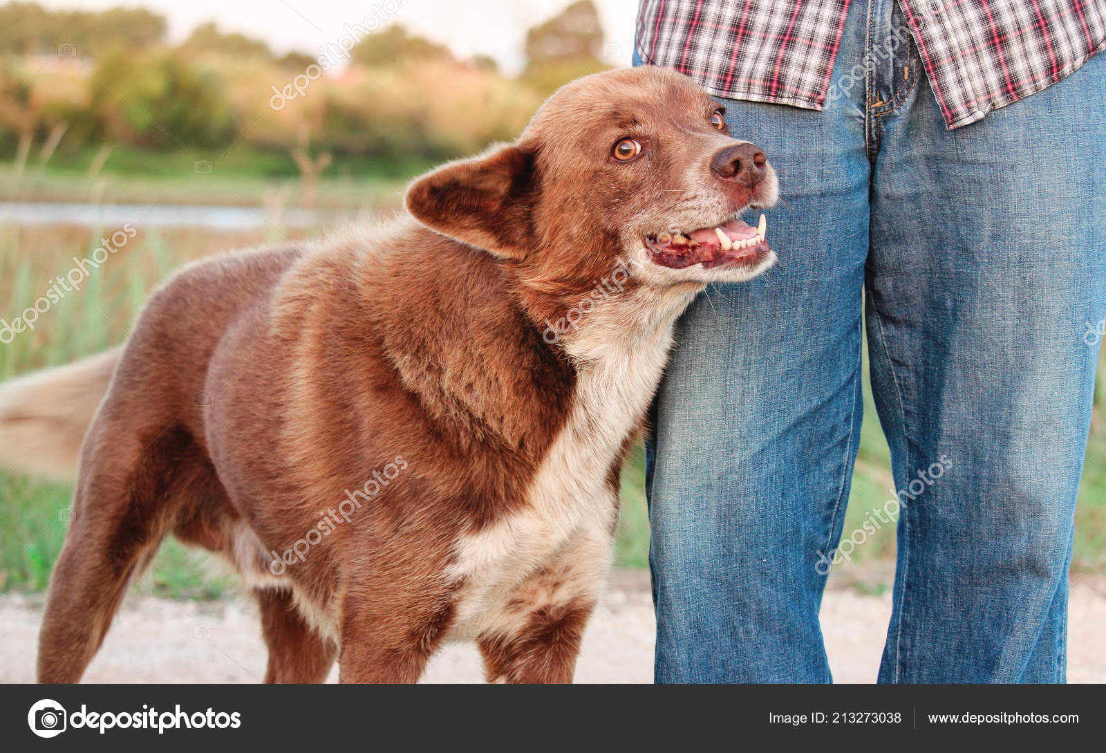 Smiling and friendly brown stray dog leaning against mans leg. — Stock ...
