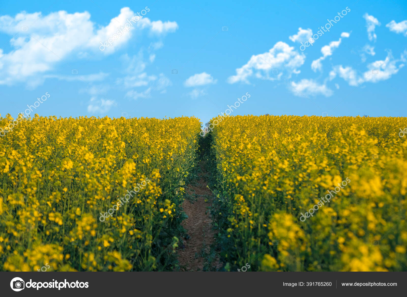 Rapeseed Field Pathway Blooming Canola Flowers Panorama Rape Field ...