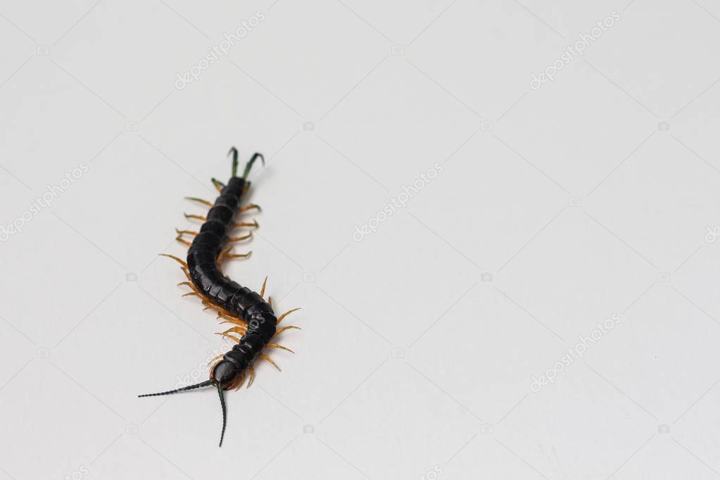 insecto ciempiés terrestre negro con patas amarillas 2022
