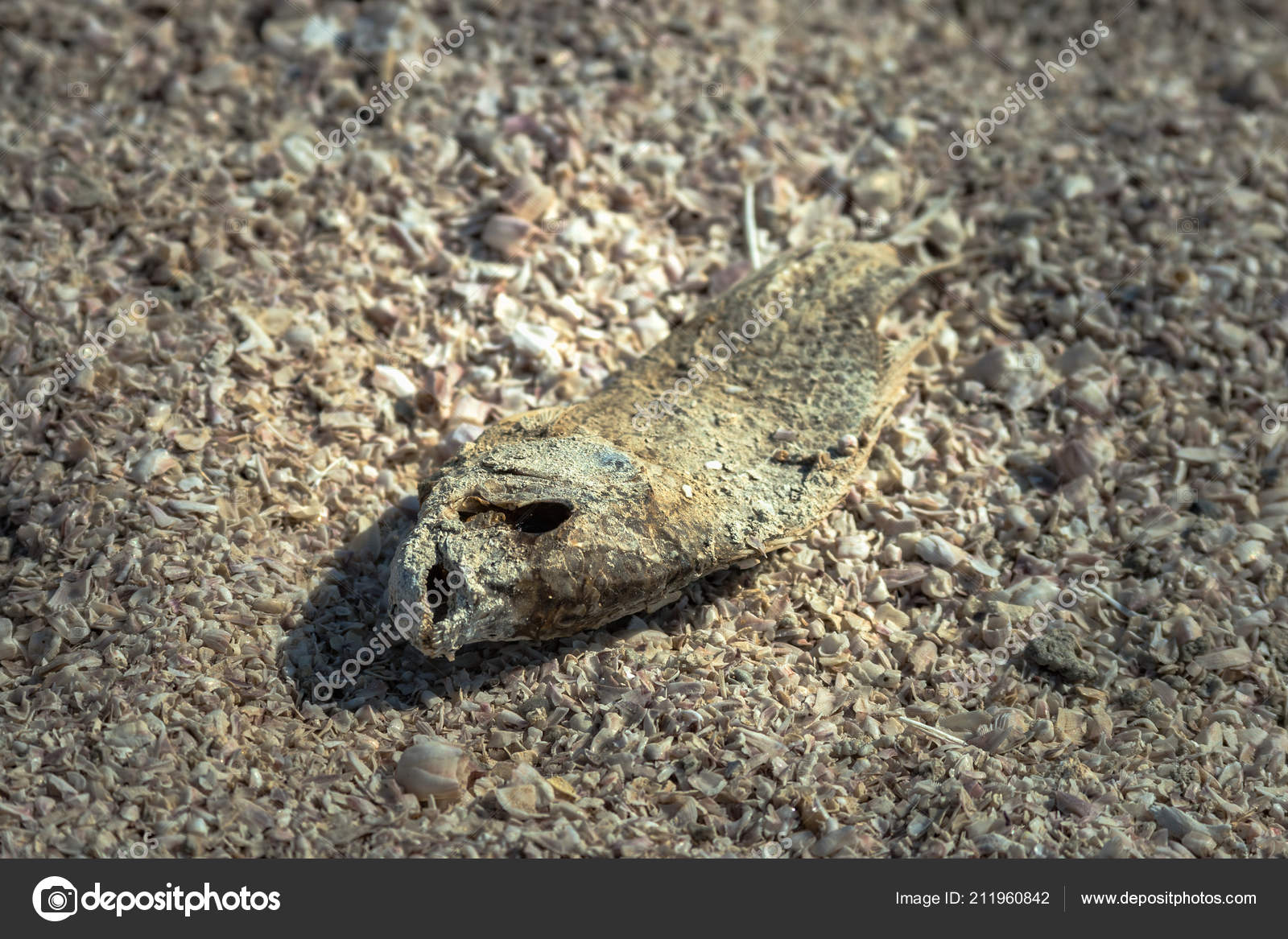 Pics: rotting corpse | Rotten Body Dead Fish Lying Ground Covered ...