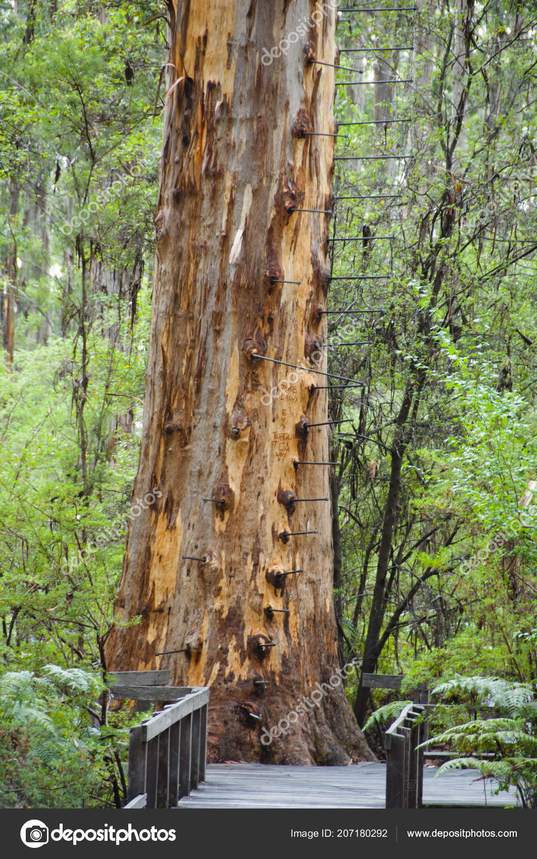 Gloucester Tree Pemberton Australia — Stock Photo © adwo@hotmail.com ...