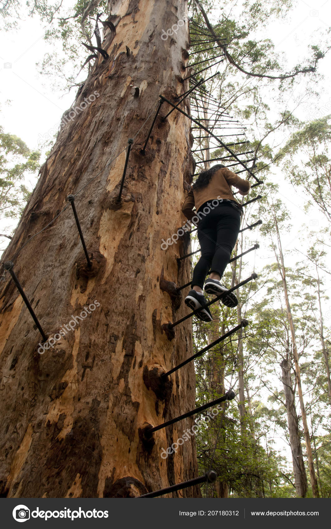 Gloucester Tree Climb Pemberton Australia — Stock Photo © adwo@hotmail ...