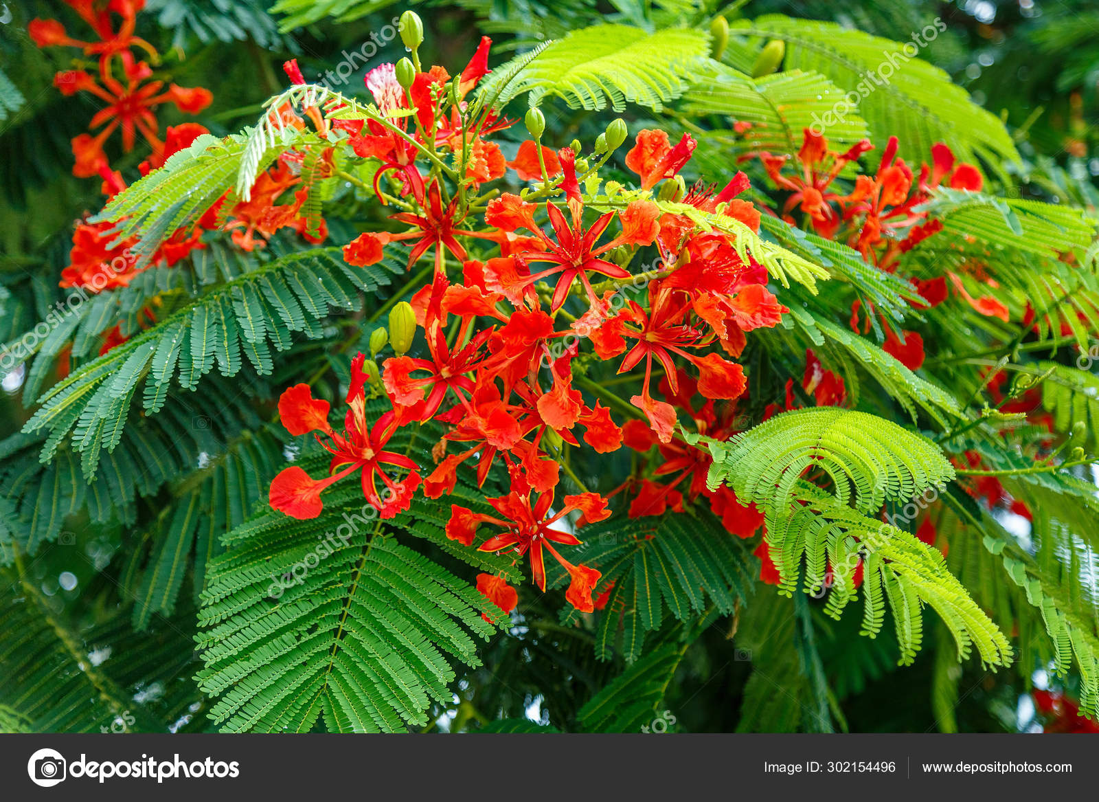 Tropical Flowering Trees