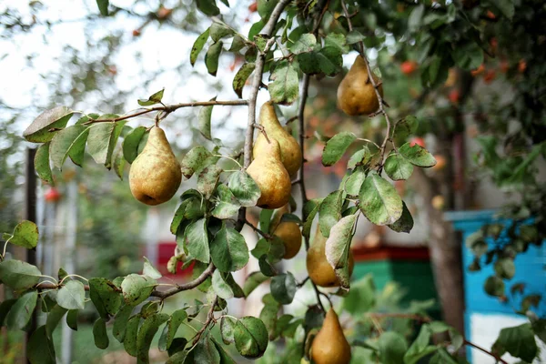 Pears hanging on branch Stock Photos, Royalty Free Pears hanging on ...