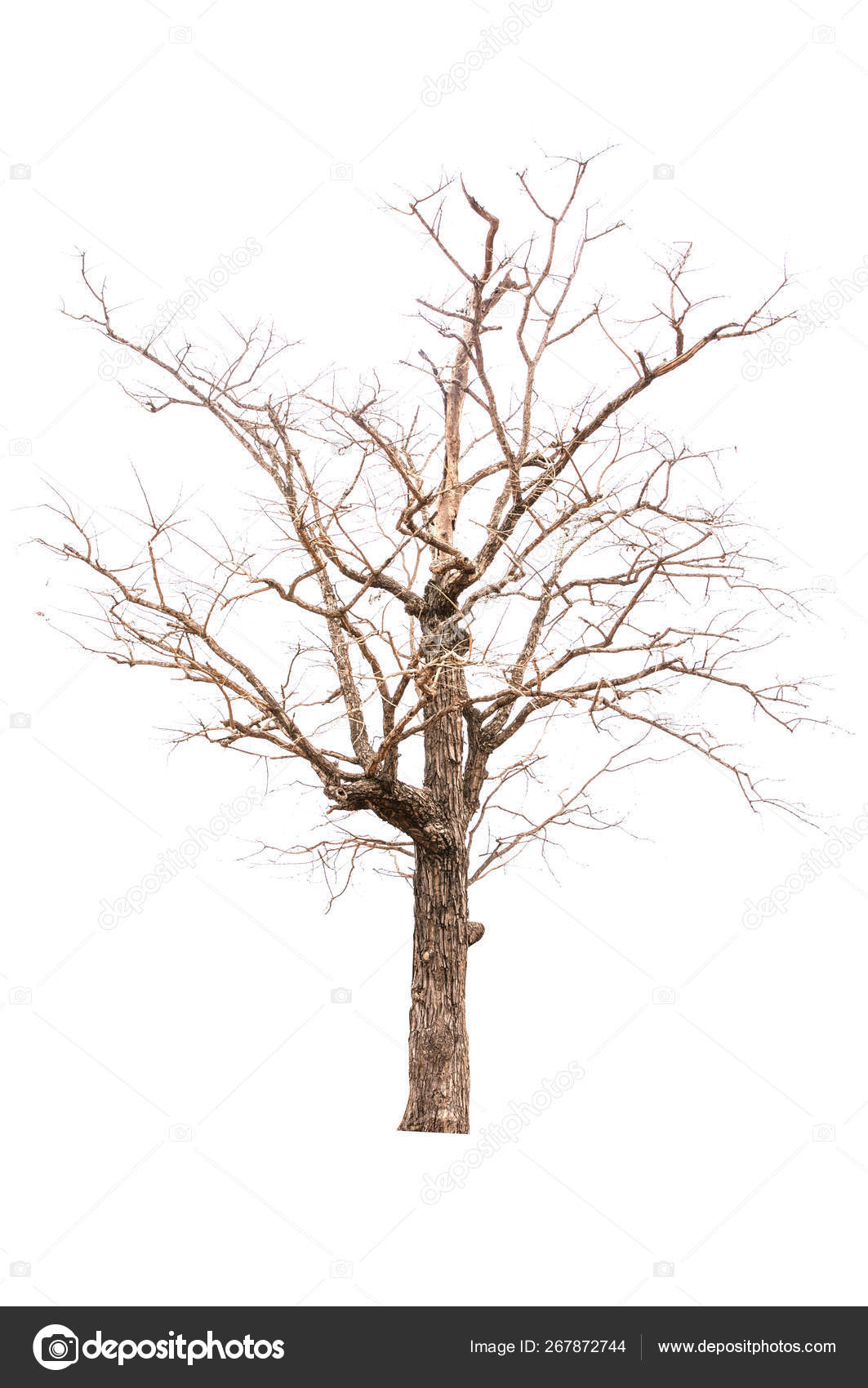 Brown Tree Silhouettes Isolated White Background — Stock Photo © comid ...