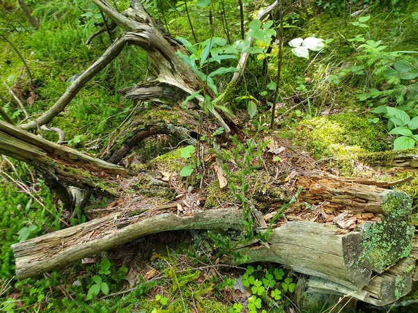 Closeup of fallen tree composition laying on ground with green g ...