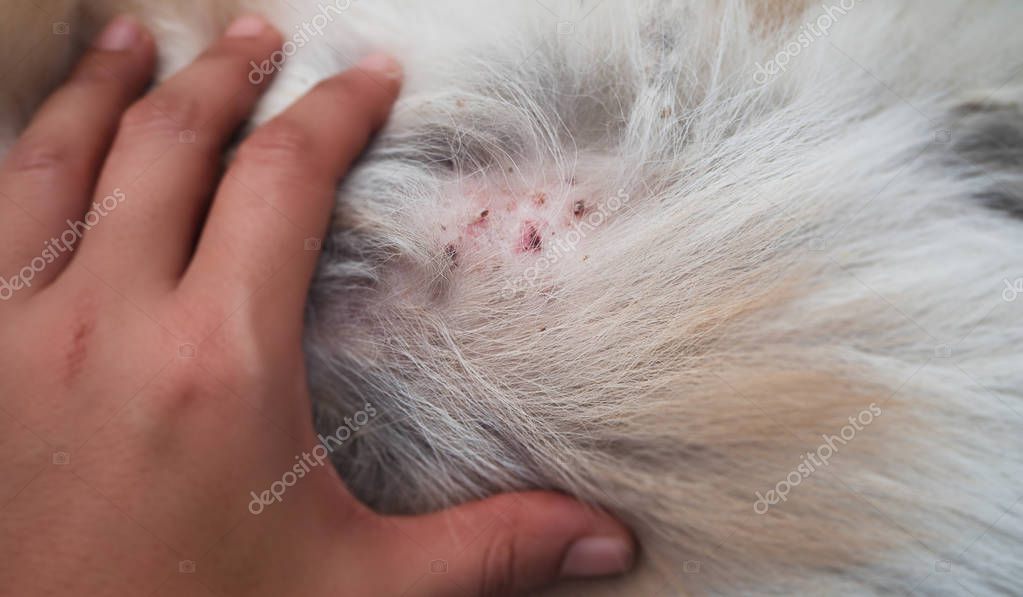 Primer plano del problema en la piel del perro.La dermatitis y la ...