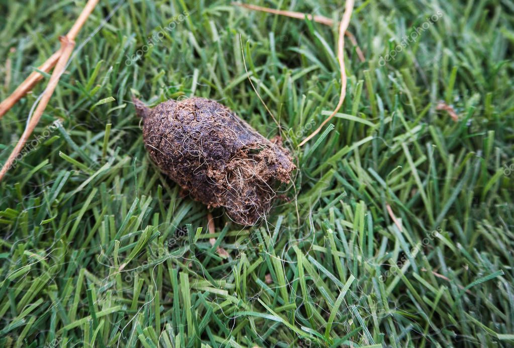Primer plano de la caca del perro en la planta baja de hierba verde ...