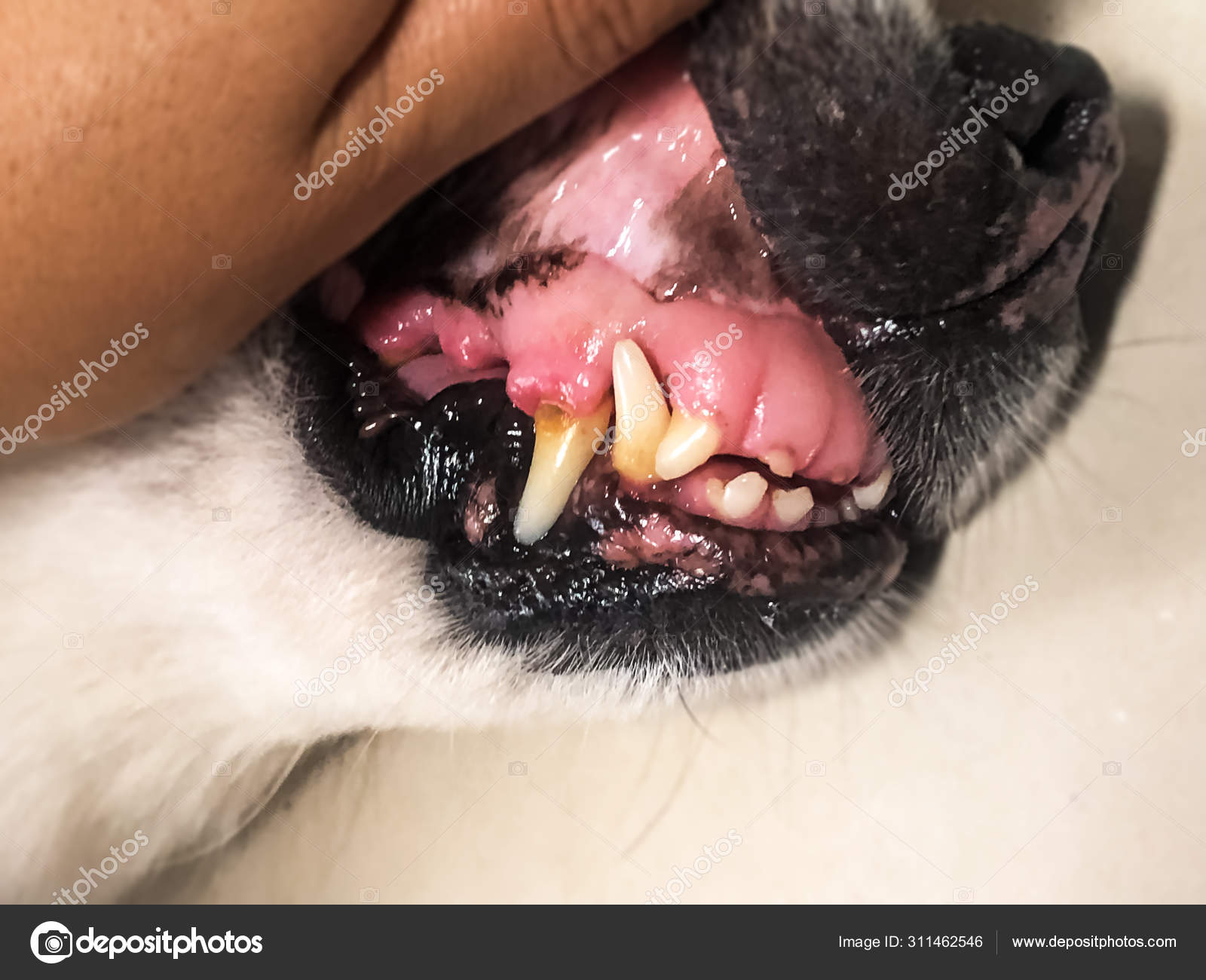 Selective Focus Dog Teeth Problem Plaque Sign Disease Unhealthy Mouth ...