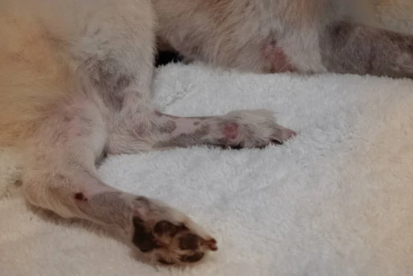 Resgate de imagens Stock Photos, Royalty Free Resgate de imagens Images ...