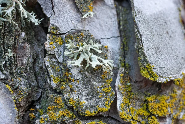 Lichen branches Stock Photos, Royalty Free Lichen branches Images ...