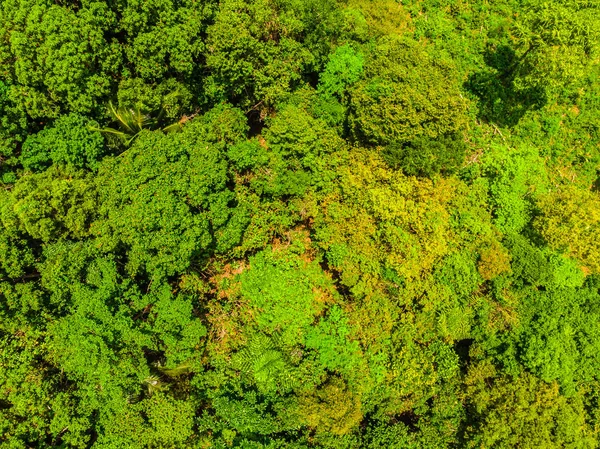 Aerial view of forest | Beautiful aerial view of nature trees in the ...