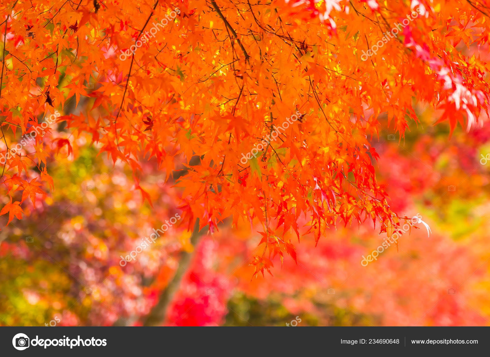 Beautiful Red Green Maple Leaf Tree Autumn Season — Stock Photo ...