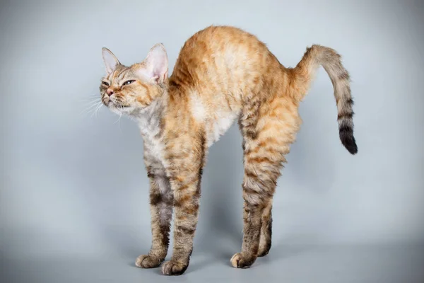 Queue gonflée Stock Photos, Royalty Free Queue gonflée Images ...