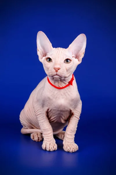 Nu macaco Stock Photos, Royalty Free Nu macaco Images | Depositphotos