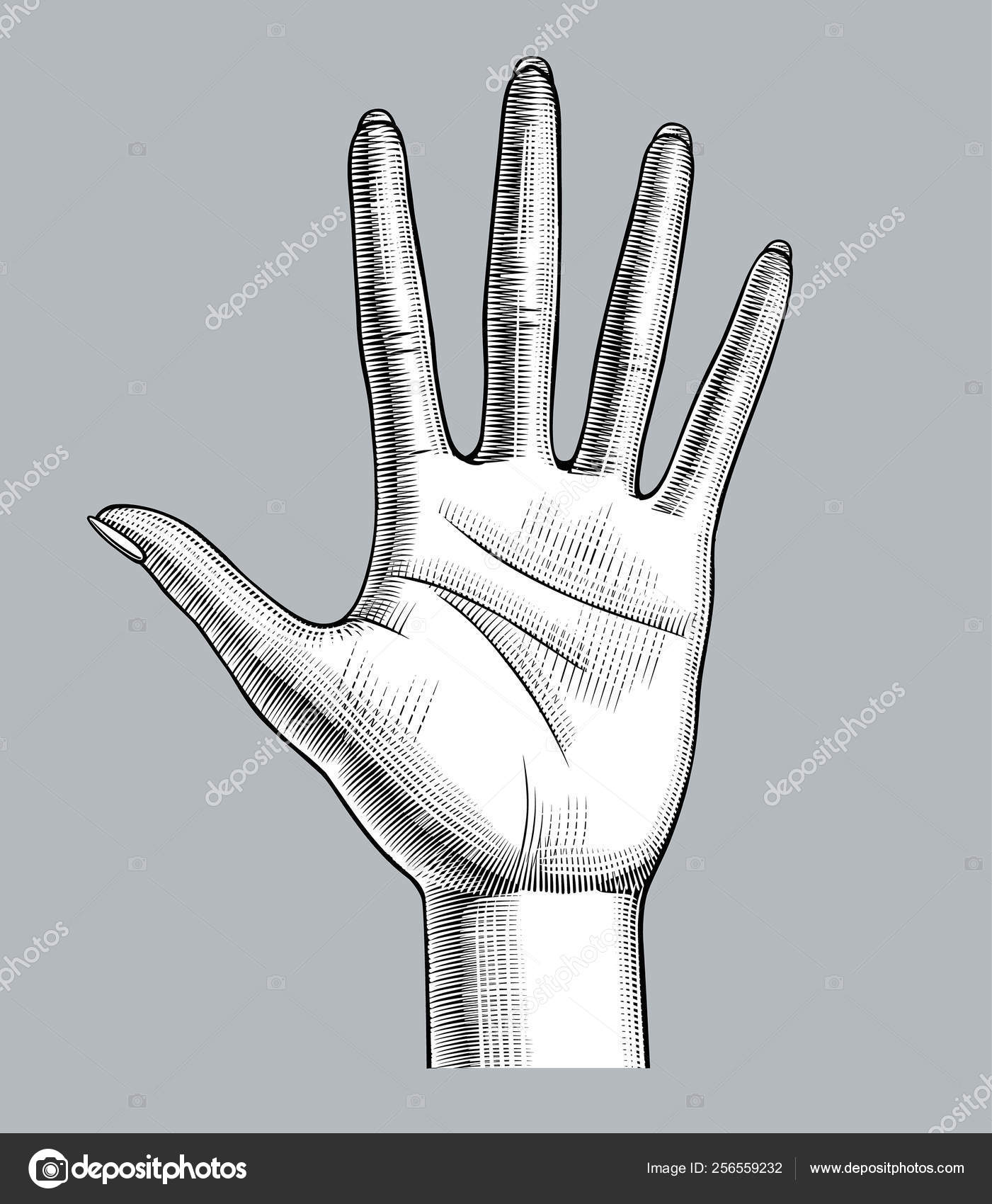 Female Hand Palm Drawing