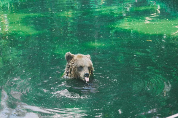 Bear in water Stock Photos, Royalty Free Bear in water Images ...