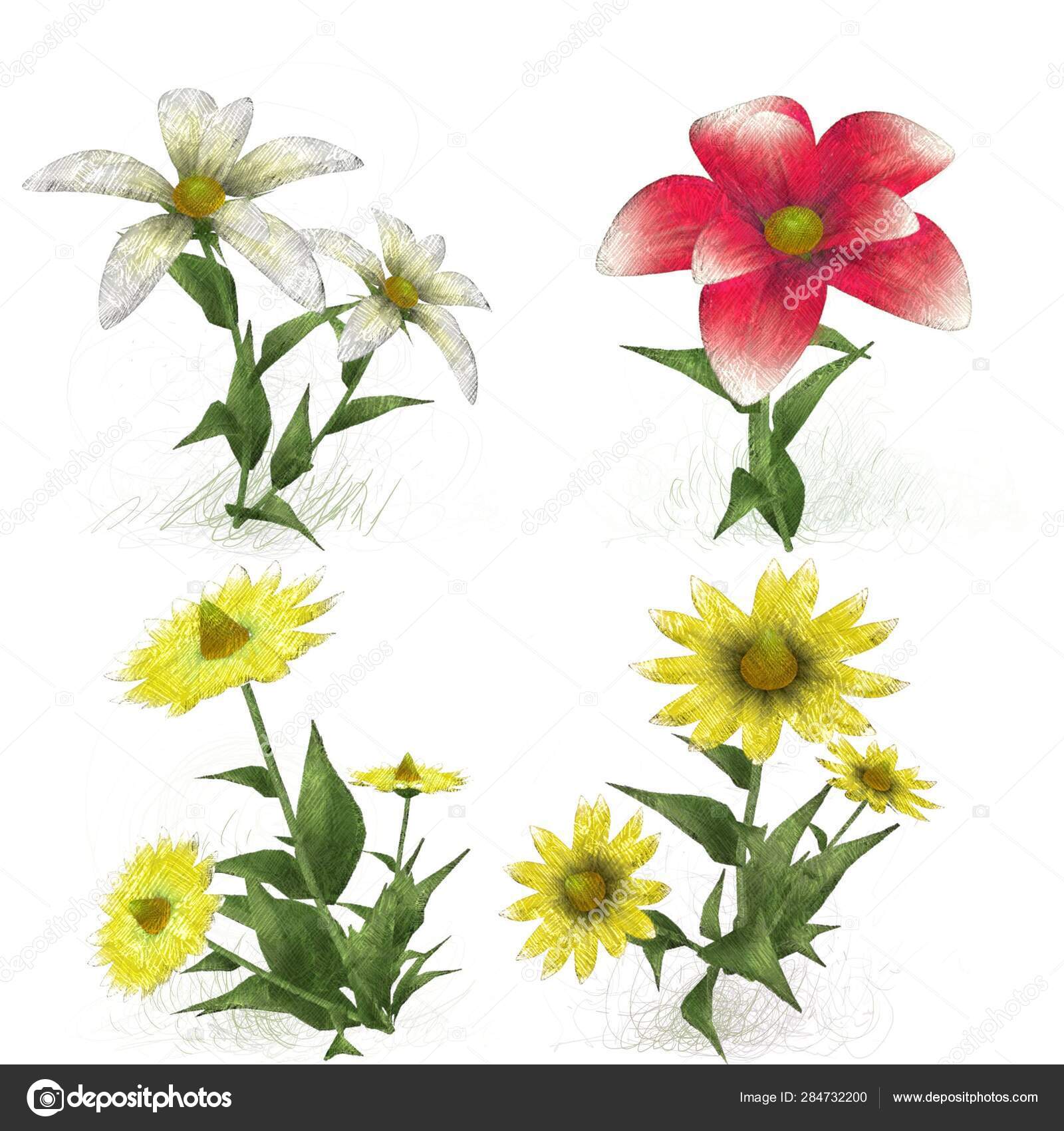 Beautiful Watercolor Flowers White Background Stock Illustration by ...