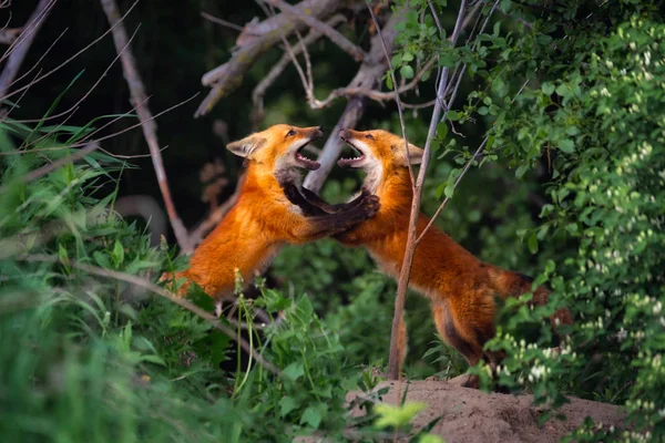 Lémurien rouge images libres de droit, photos de Lémurien rouge ...