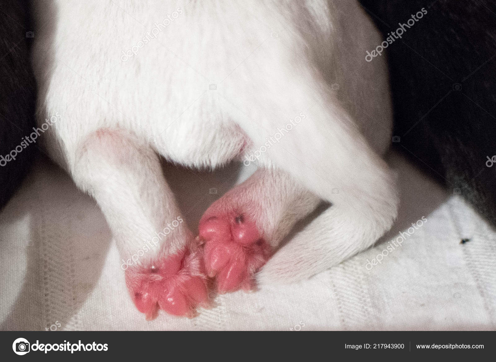 White Hind Legs Puppy — Stock Photo © anastasia.goryainova #217943900