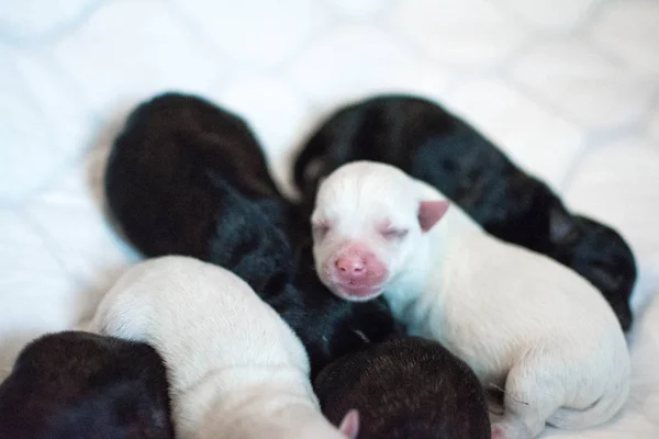 White Hind Legs Puppy — Stock Photo © anastasia.goryainova #217943900