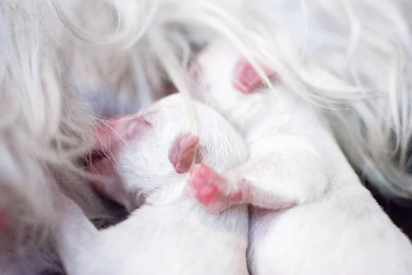 White Hind Legs Puppy — Stock Photo © anastasia.goryainova #217943900