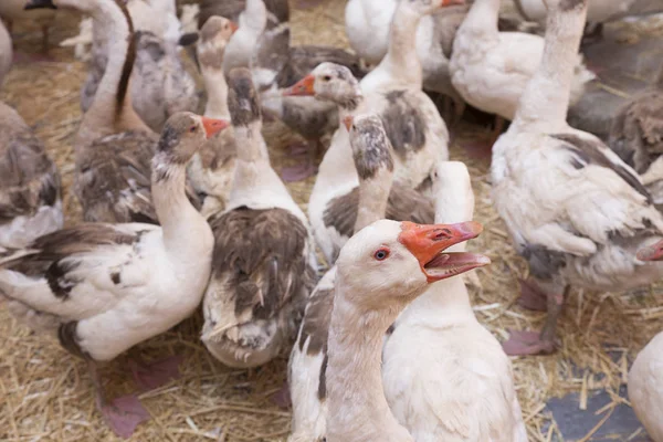 Poultry plant. — Stock Photo © karammiri #2323493