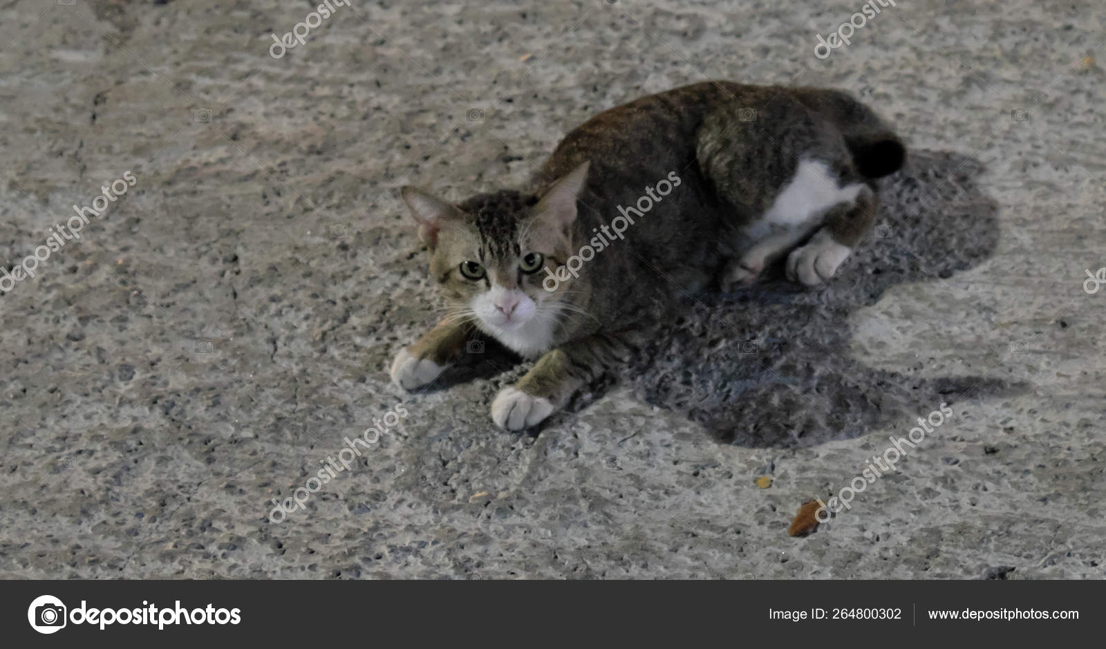 Gray Cat White Muzzle White Paws Lying Concrete Floor — Stock Photo ...