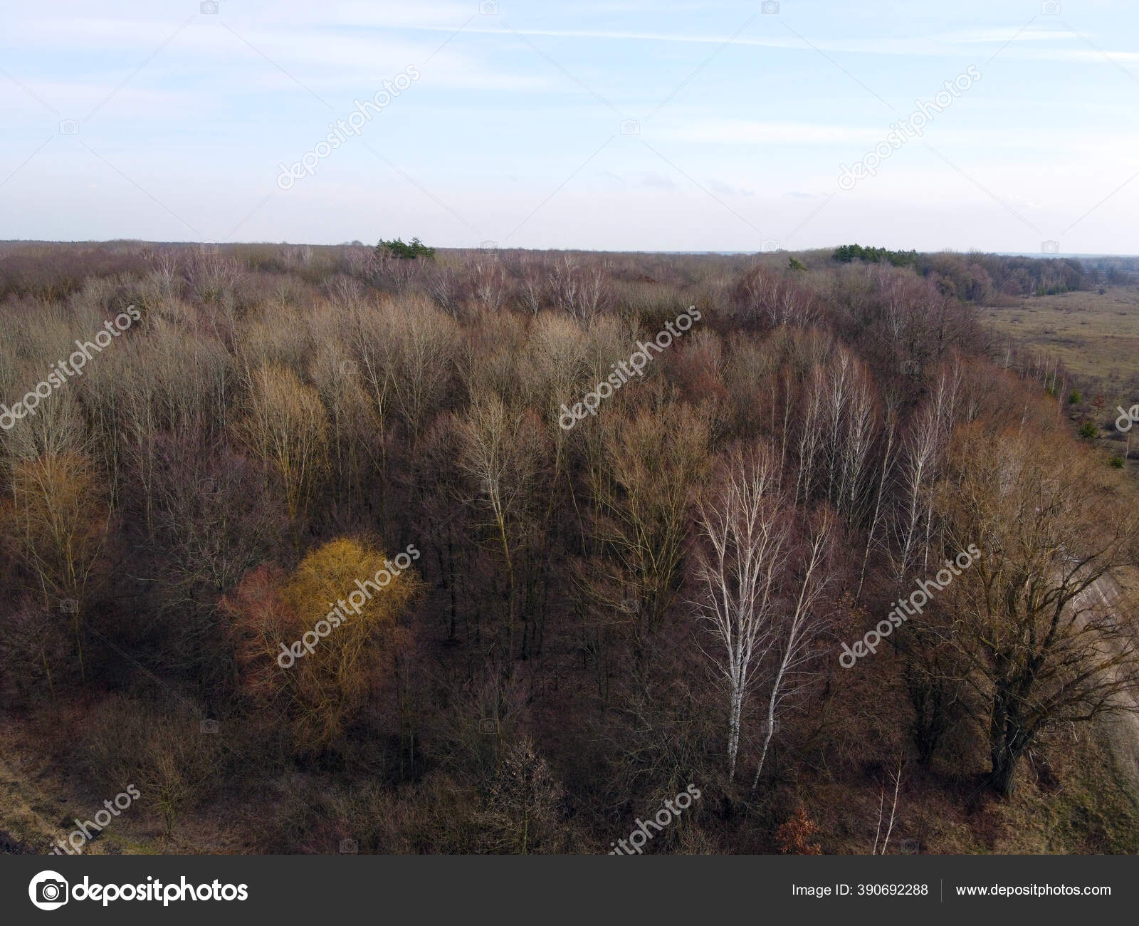 Leafless Trees Forest Late Evening Aerial View Landscape — Stock Photo ...