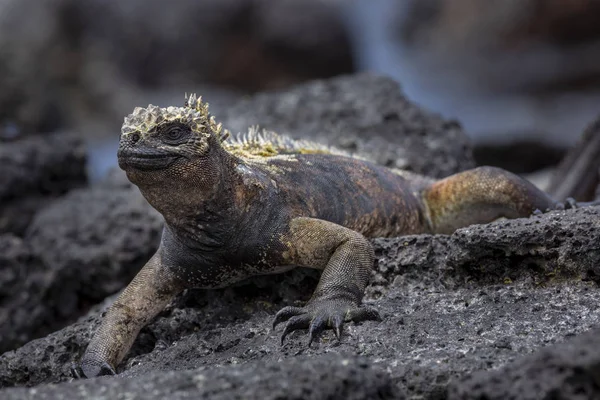 Fotos de Lagarto do mar, Imagens de Lagarto do mar sem royalties ...