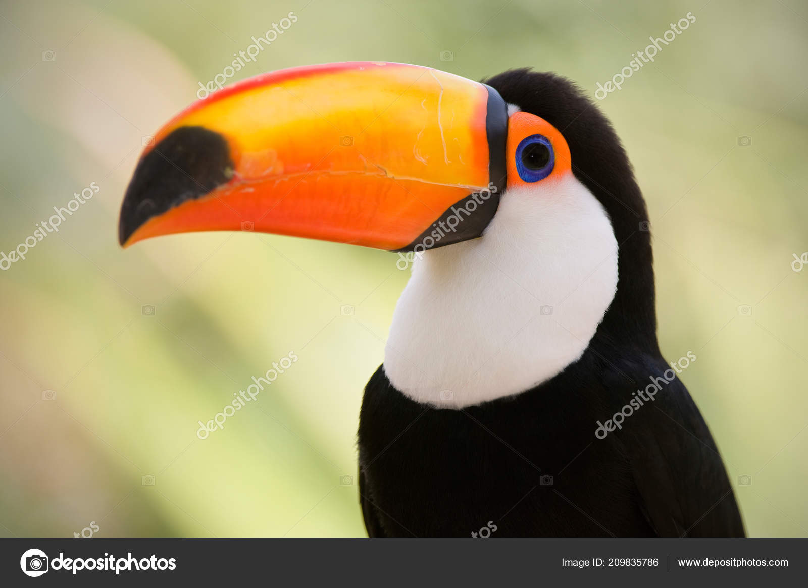 Head Close Toucan Stock Photo by ©buteo 209835786