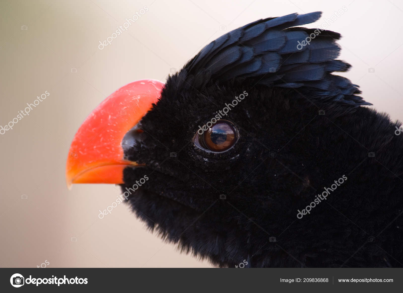 Curious Bird Large Red Beak Head Close — Stock Photo © buteo #209836868