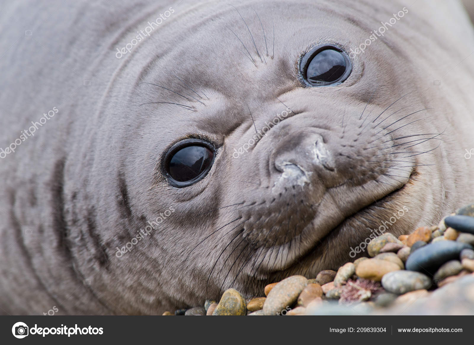 Super Cute Baby Seals