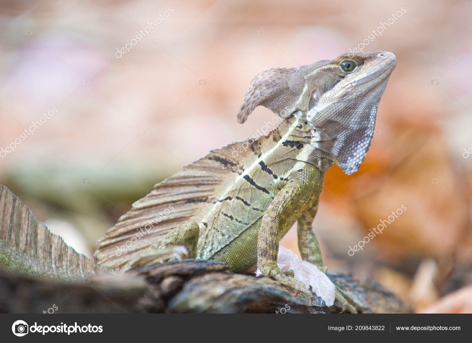Basilisco Lagarto Jesucristo Basilisco Basilisco — Foto de stock ...