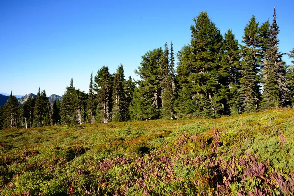 Subalpine ecosystem fotos de stock, imágenes de Subalpine ecosystem sin ...