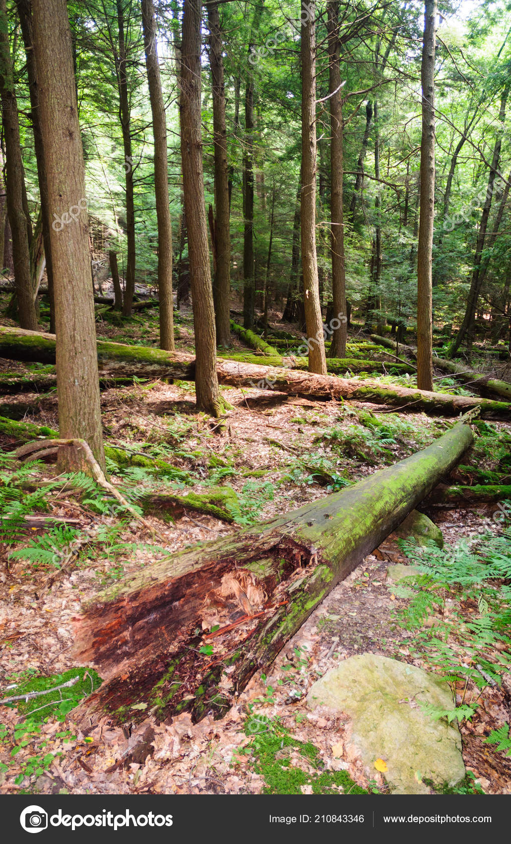 Cook Forest State Park — Stock Photo © zrfphoto #210843346