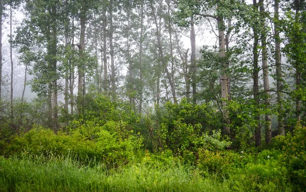 Monsoon forest Stock Photos, Royalty Free Monsoon forest Images ...
