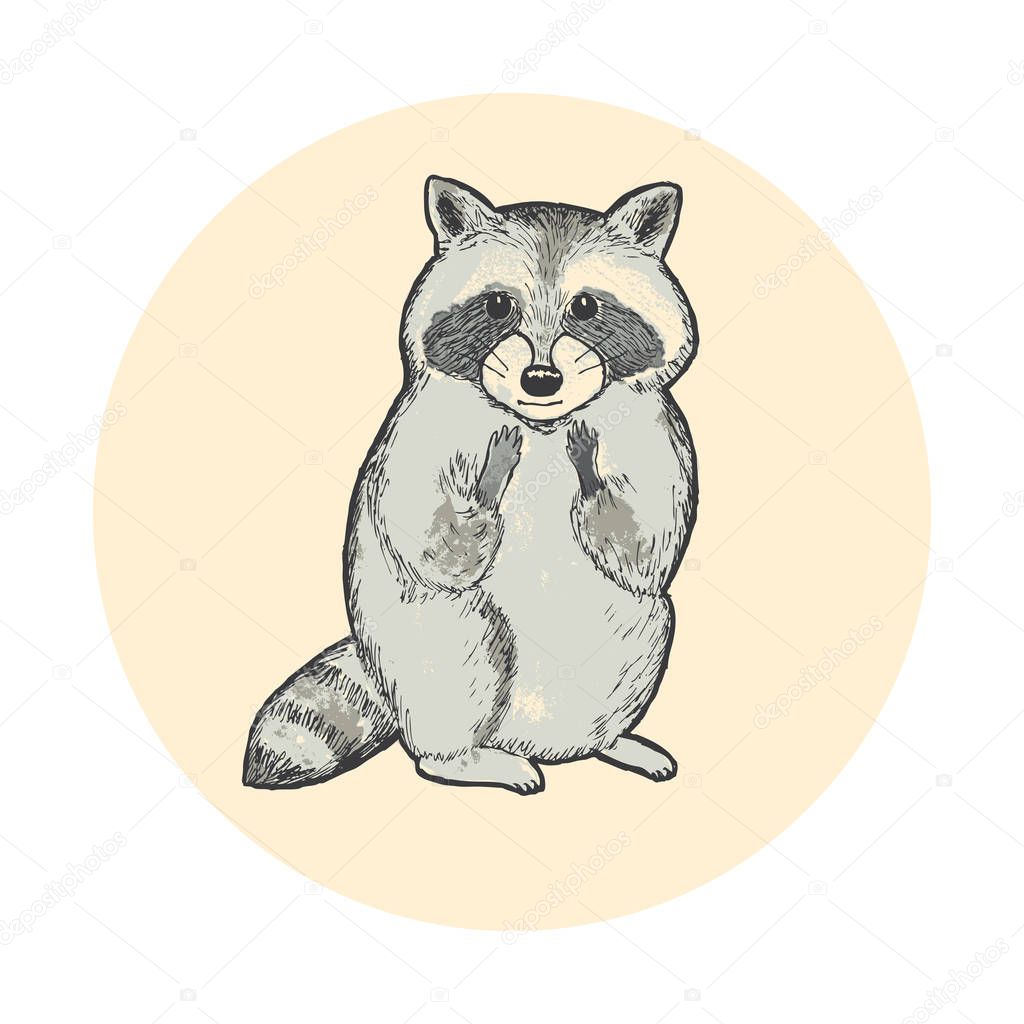 lindo mapache dibujado a mano de dibujos animados, ilustración ...