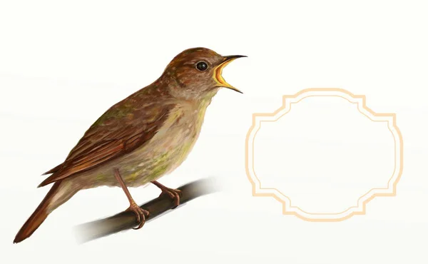 Nightingale bird Stock Photos, Royalty Free Nightingale bird Images ...