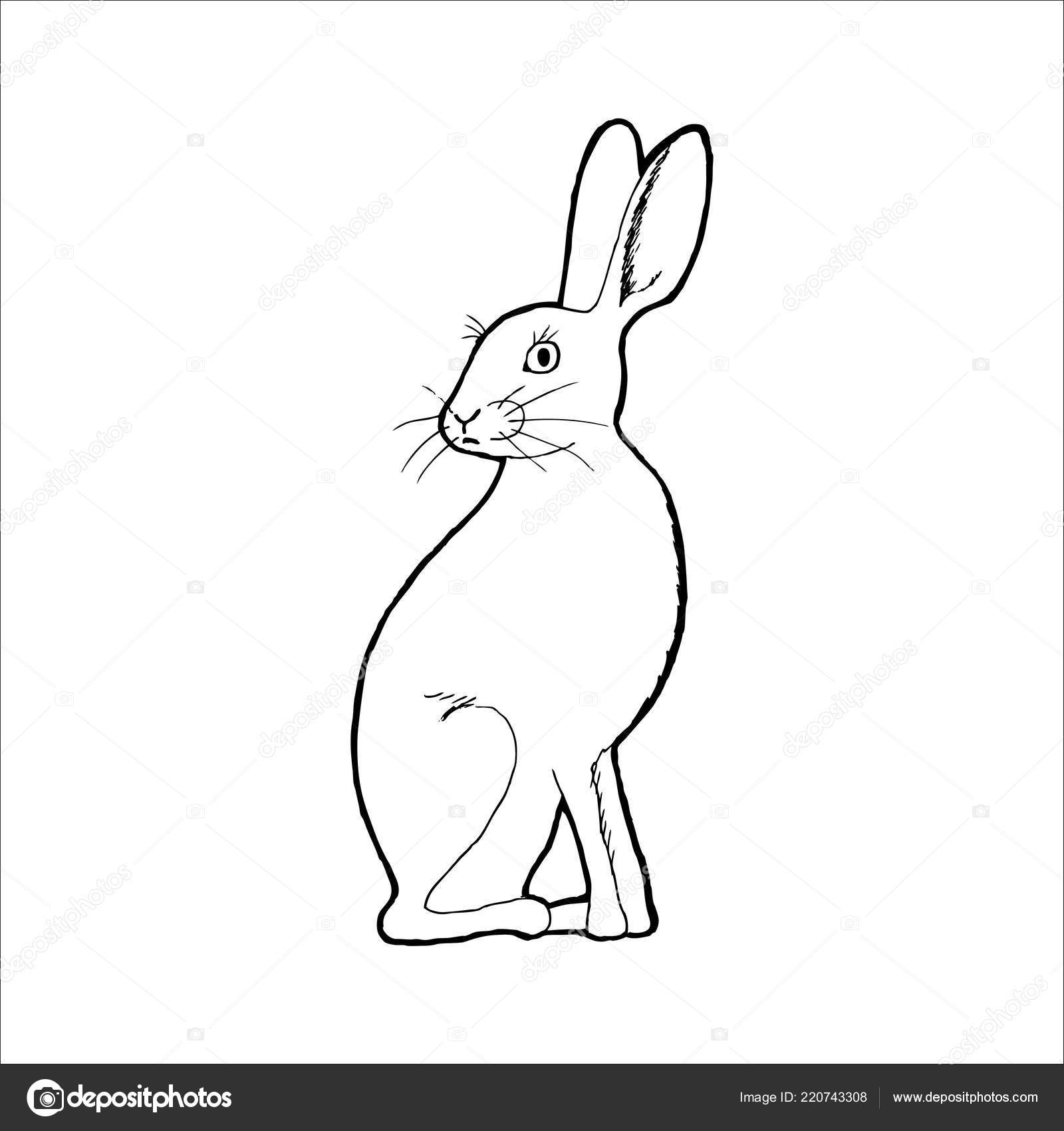 Hare Line Drawing